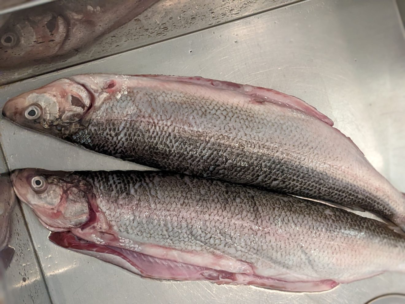 Complete Guide to Making Smoked Whitefish - Insane in the Brine